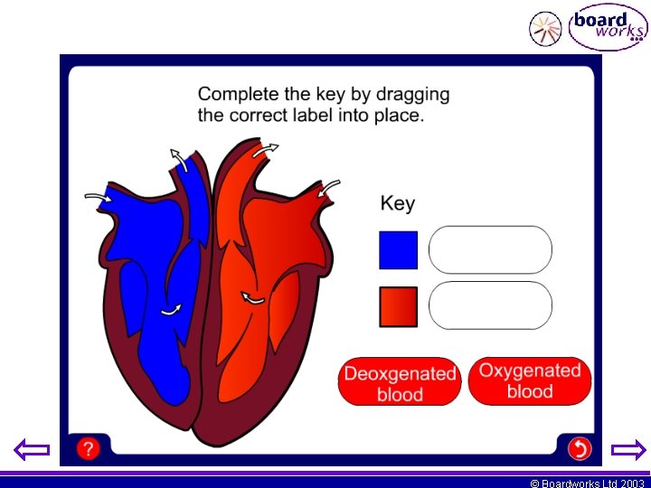 KEY STAGE 4 THE HEART AND CIRCULATORY SYSTEM