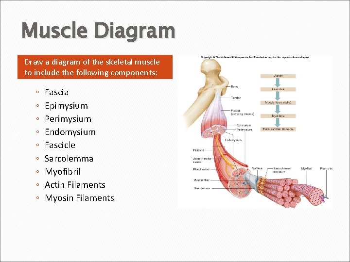 Muscle Diagram Draw a diagram of the skeletal