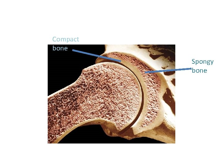 The Skeletal System Functions Anatomy of a Bone