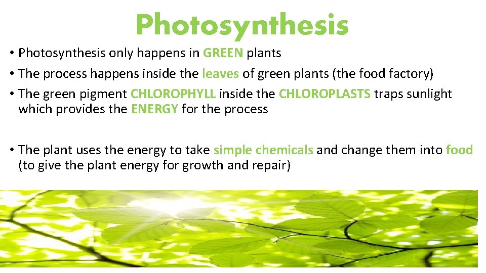 Lesson Starter Individual Name 3 plants used for