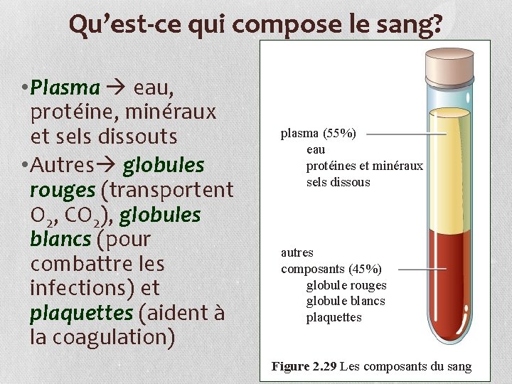 LE SYSTME CARDIOVASCULAIRE ET LAPPAREIL RESPIRATOIRE Power Point