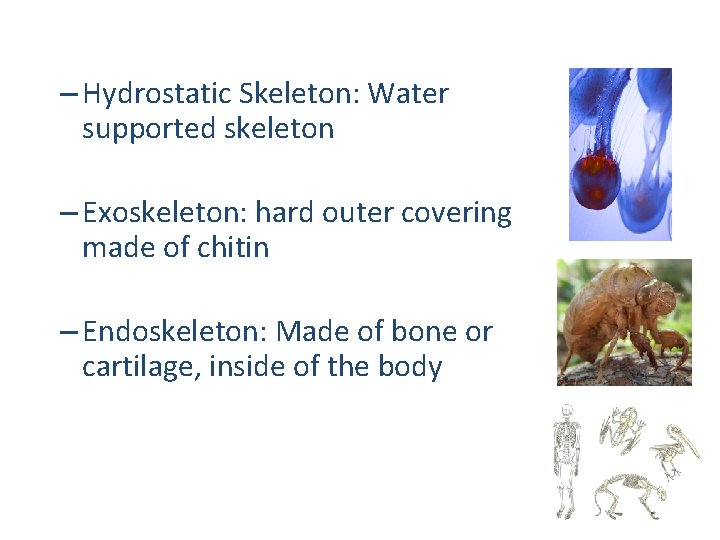 The Animal Kingdom Define phylogenic treeexplain why scientists