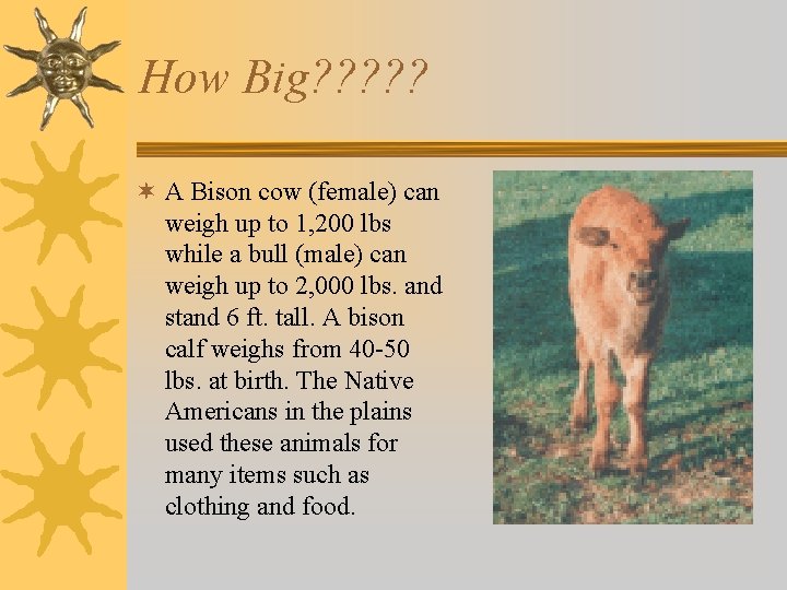 Bison the American Buffalo and the Plains Indians