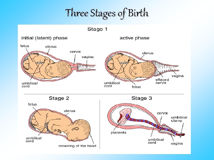 Human Growth and Development What is Sexual Health