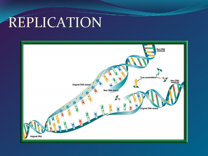 DNA Structure This Powerpoint is hosted on www