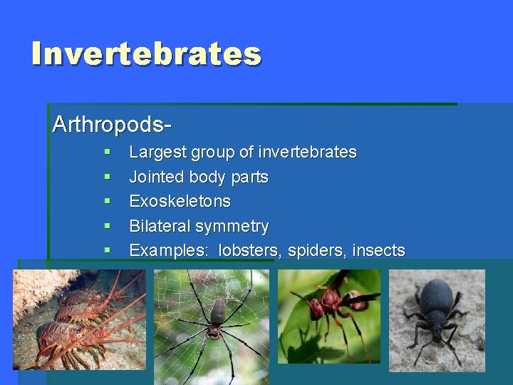 Classifying Animals Objective 4 1 Characteristics of Animals