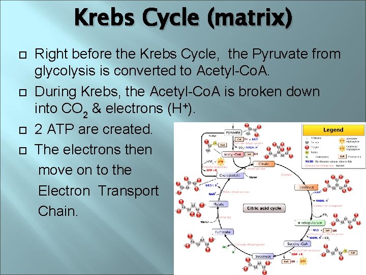 Cellular Respiration Do our cells breathe Cellular Respiration