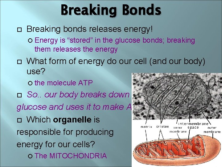 Cellular Respiration Do our cells breathe Cellular Respiration