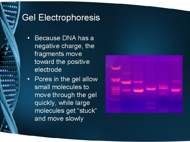 DNA Evidence Scientific Breakthrough The discovery of the