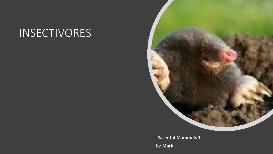 INSECTIVORES Placental Mammals 1 by Mark Insectivores Placental