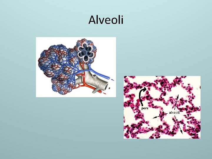 Breathing system Objectives To understand the role of