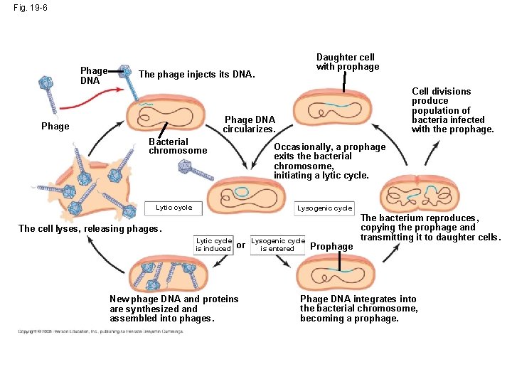 Chapter 19 Viruses Power Point Lecture Presentations for
