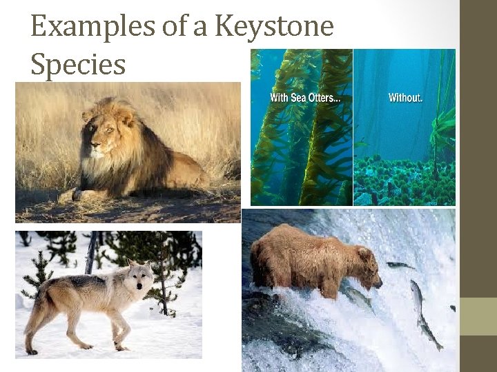 Keystone Species By Stephen Duarte What is a