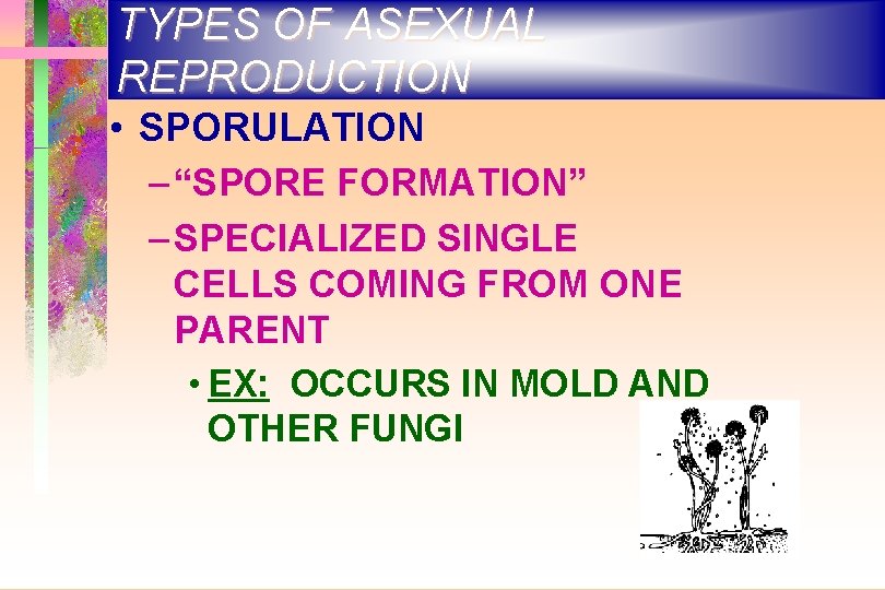 TYPES OF REPRODUCTION ASEXUAL VS SEXUAL Lets do
