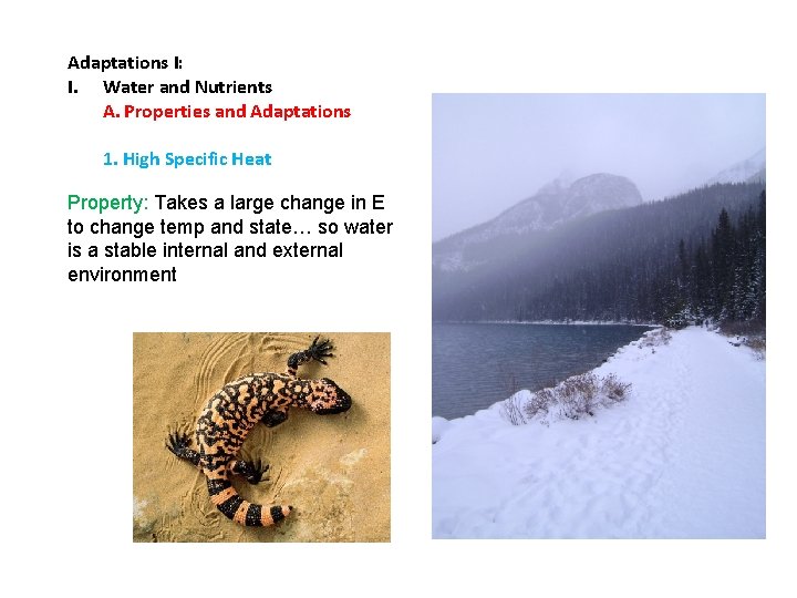 Adaptations I I Water and Nutrients A Properties