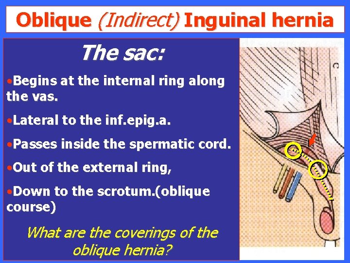 Groin Herniae Surgical Anatomy Clinical Examination Ali Sabbour