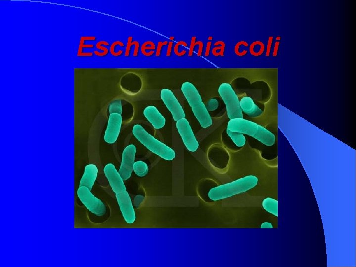 Experiment Two Isolation and identification of pyogenic cocci