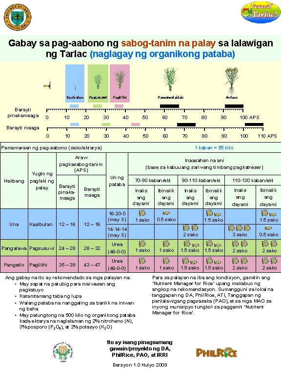 Quick guide for fertilizing directseeded rice in Tarlac