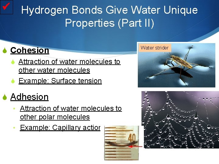 Properties of Water S Hydrogen Bonds S Hydrogen