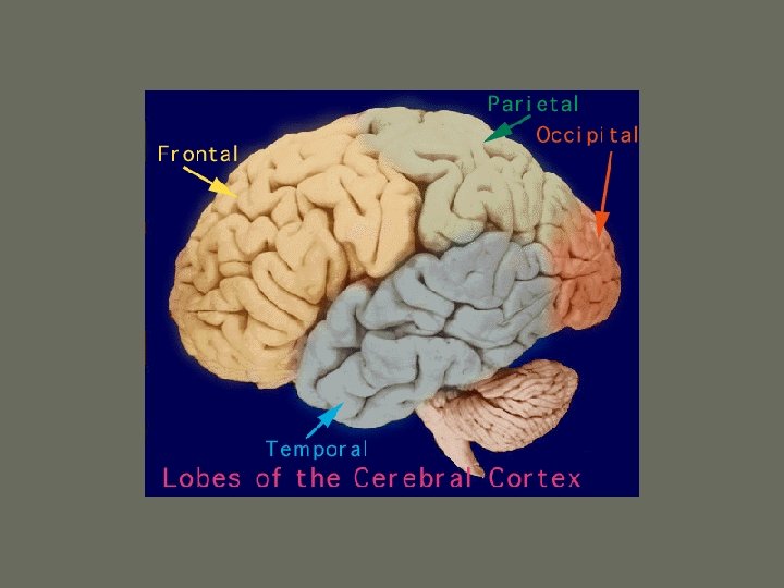 Bones of the Skull Skull Cranium and Facial