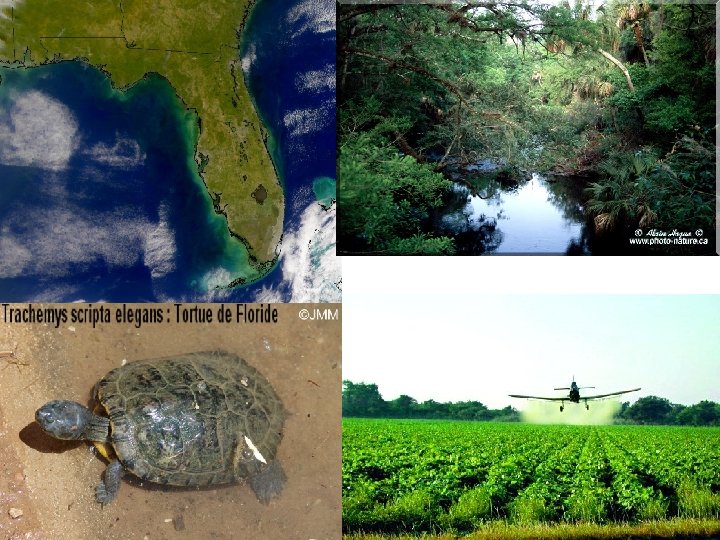 Insecticide et reproduction des alligators Hatier 4 SVT