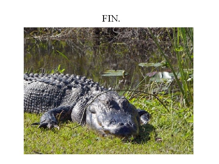 Insecticide et reproduction des alligators Hatier 4 SVT