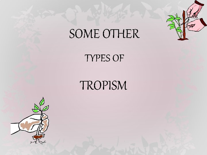 TROPISM TROPISM Plant growth in response to a