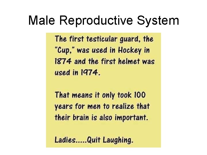 Male Reproductive System Male Reproductive Anatomy Prepuce foreskin