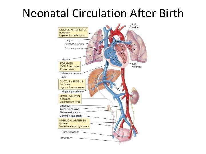Systemic Circulation Veins Portal Circulation The hepatic portal