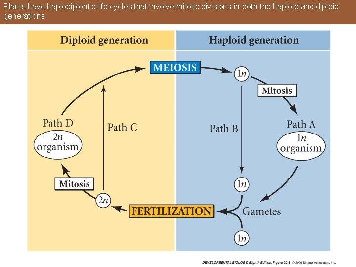 BIOL 370 Developmental Biology Topic 6 A Brief