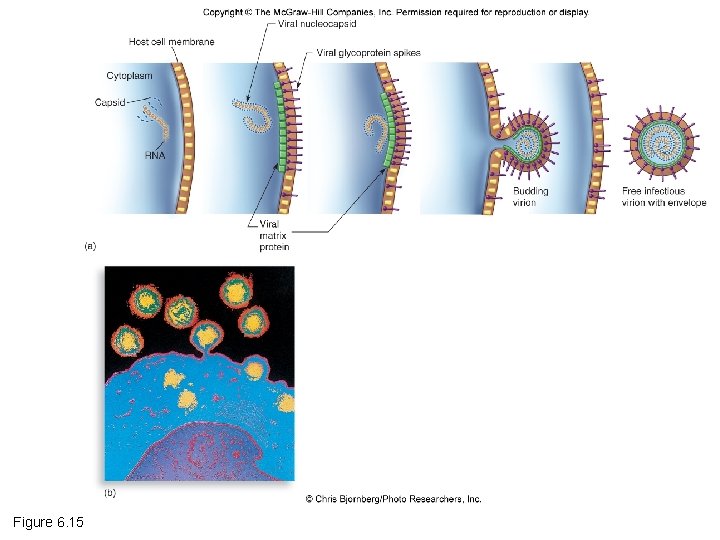 Multiplication Cycles in Animal Viruses Adsorption Penetration Uncoating