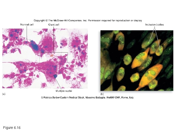 Multiplication Cycles in Animal Viruses Adsorption Penetration Uncoating