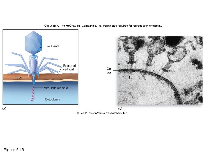 Multiplication Cycles in Animal Viruses Adsorption Penetration Uncoating