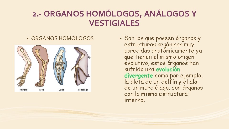 Evidencias De La Evolucin Biologa Primero Medio Ab