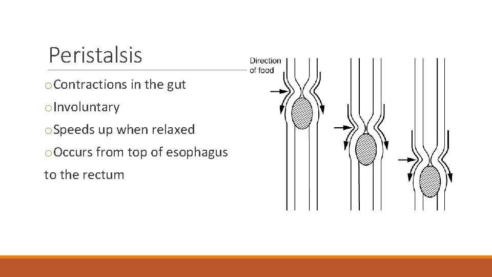 DIGESTIVE SYSTEM THE STRUCTURE AND FUNCTION OF THE