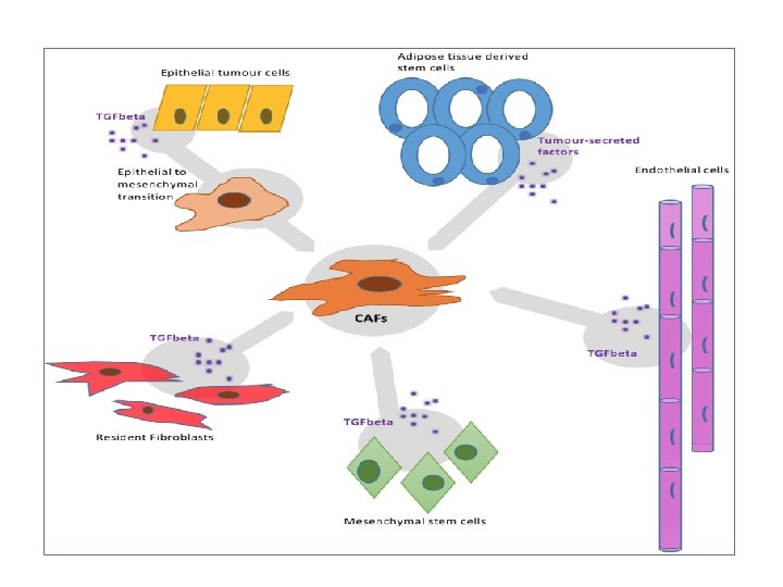 Origin of caf resident fibroblasts bone marrowderived progenitor