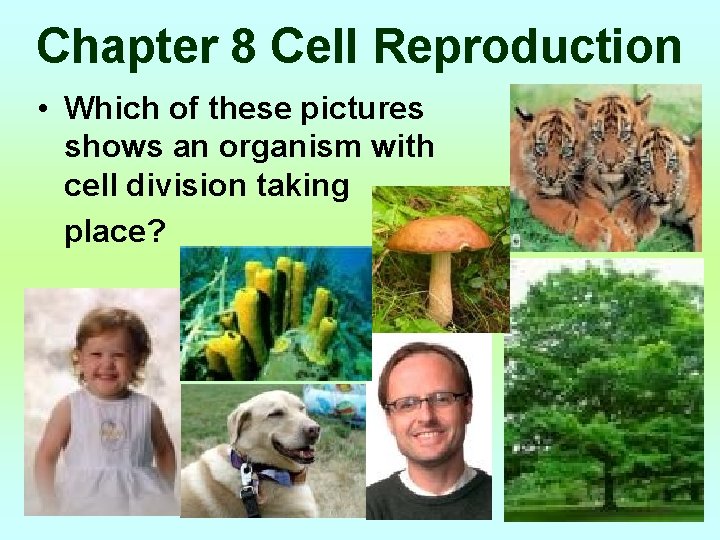 Chapter 8 Cell Reproduction Which of these pictures
