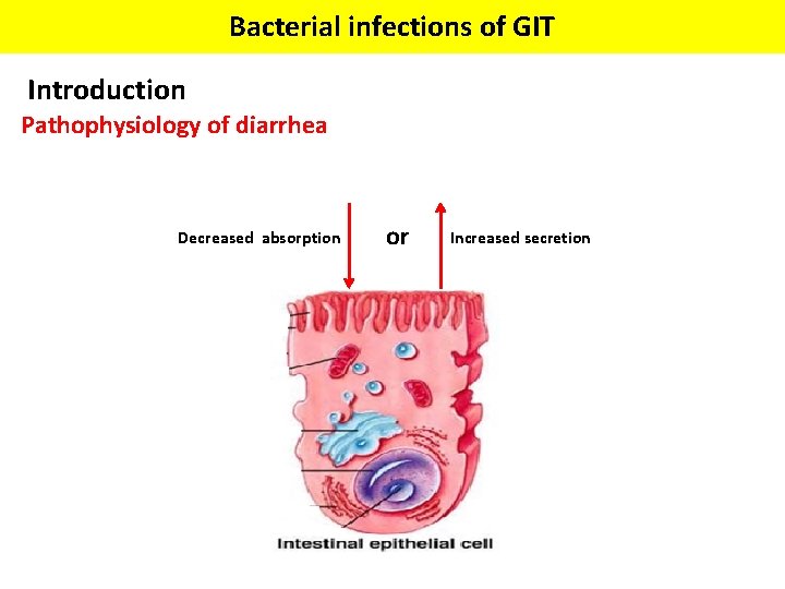 Gastrointestinal Tract Module Bacterial infections Dr Eman Albataineh