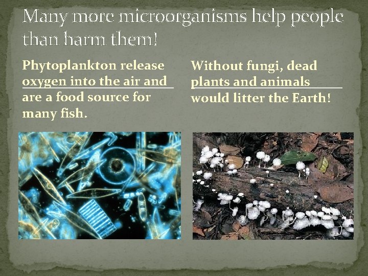 What Are Microorganisms microorganisms living things that are