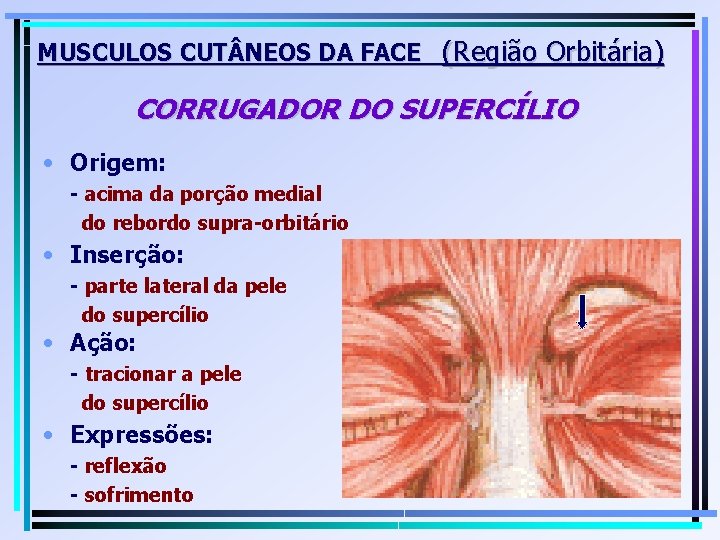 MSCULOS CUT NEOS DA CABEA MUSCULOS CUT NEOS