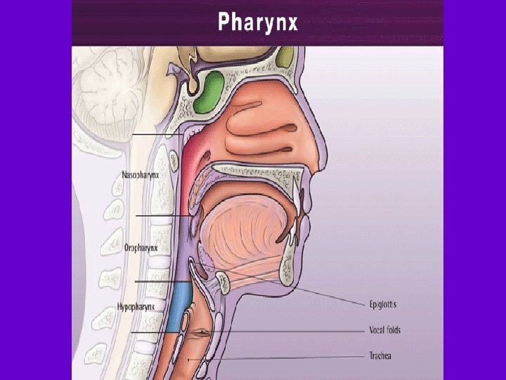 Fun Facts on Digestion Stomach growling Intestines contracting