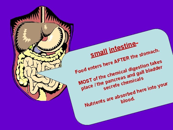 Fun Facts on Digestion Stomach growling Intestines contracting