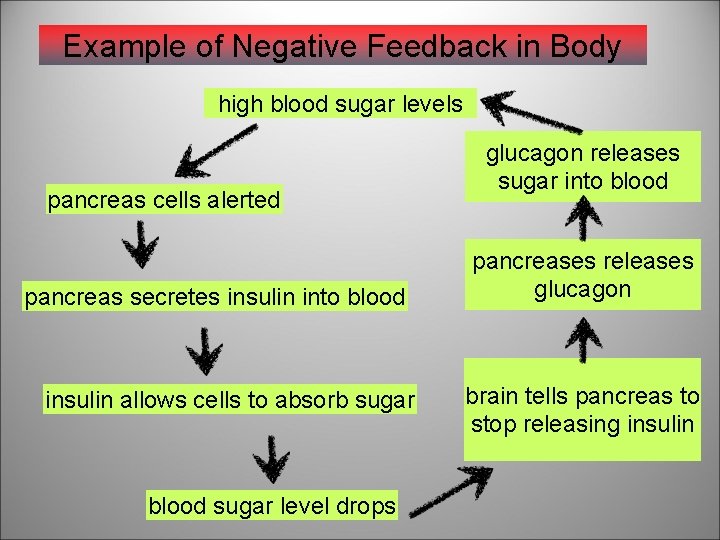 I will understand how feedback loops in the