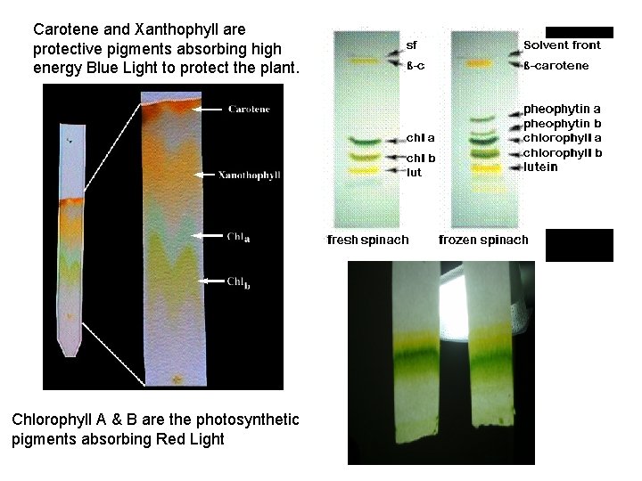 What is visible light Electromagnetic radiation of a