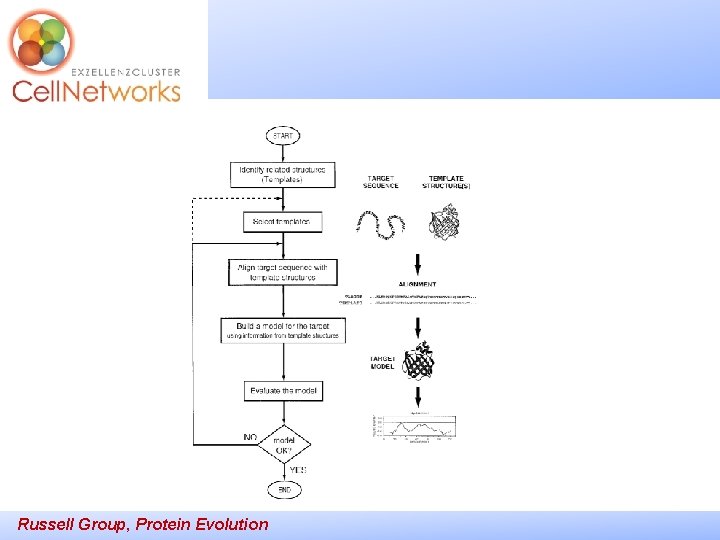 Russell Group Protein Evolution Putting it all together