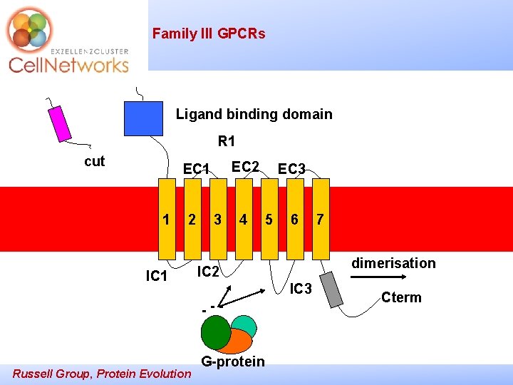 Russell Group Protein Evolution Putting it all together