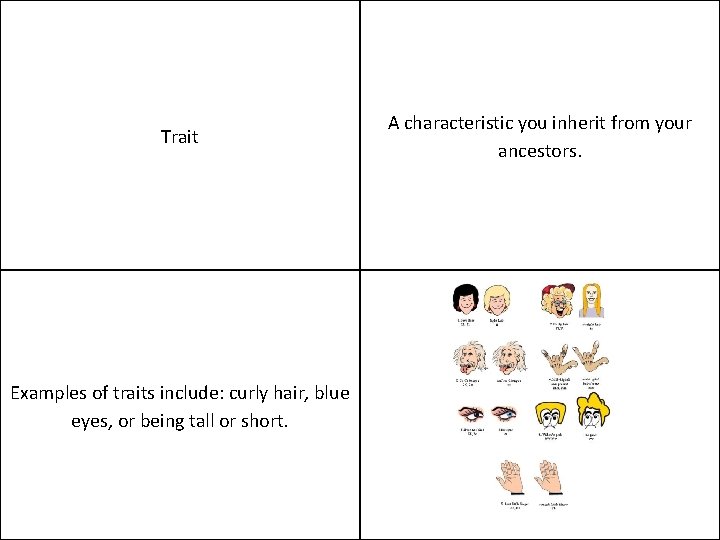 Trait Examples of traits include curly hair blue