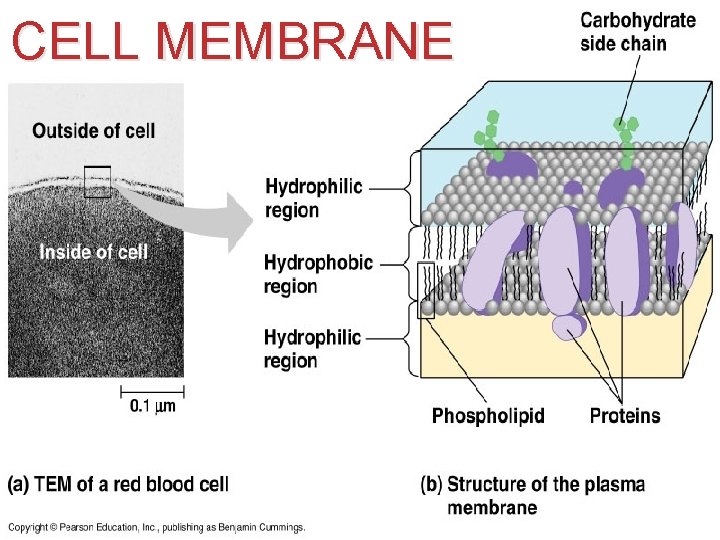 EUKARYOTIC CELLS Topic 2 3 IB Biology Miss
