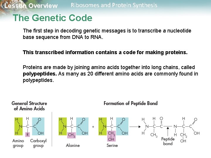 Lesson Overview Ribosomes and Protein Synthesis Lesson Overview