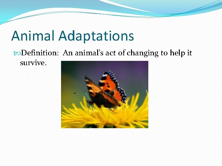Animal and Plant Adaptations Research By Barrett Animal